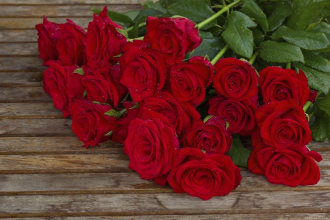 Kakšno vrtnico podariti za 8. marec, dan žena? | CityMagazine