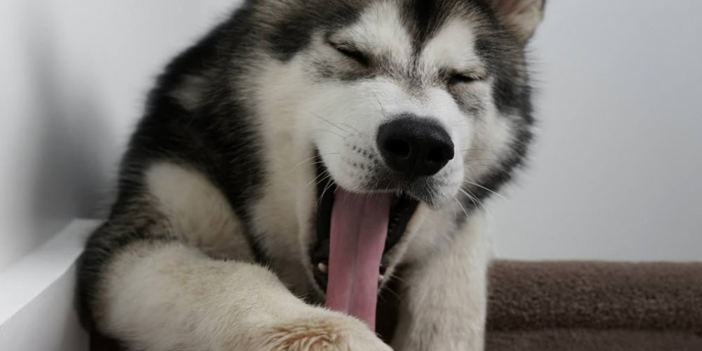 These are the most expensive dog breeds in the world City Magazine