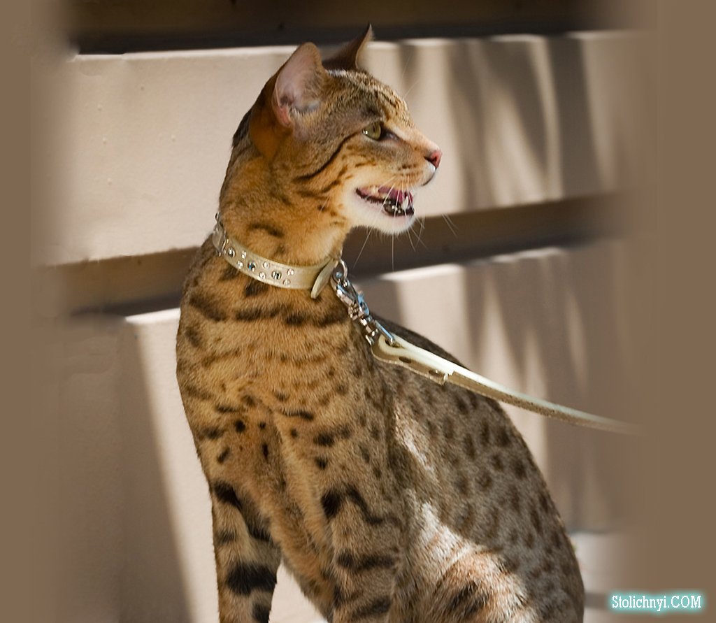 To so najdražje pasme mačk na svetu! | City Magazine