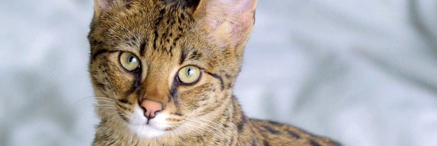 To so najdražje pasme mačk na svetu! | City Magazine