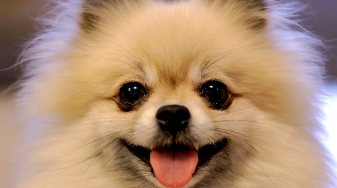 Top 10: najdražje pasme psov na svetu | CityMagazine